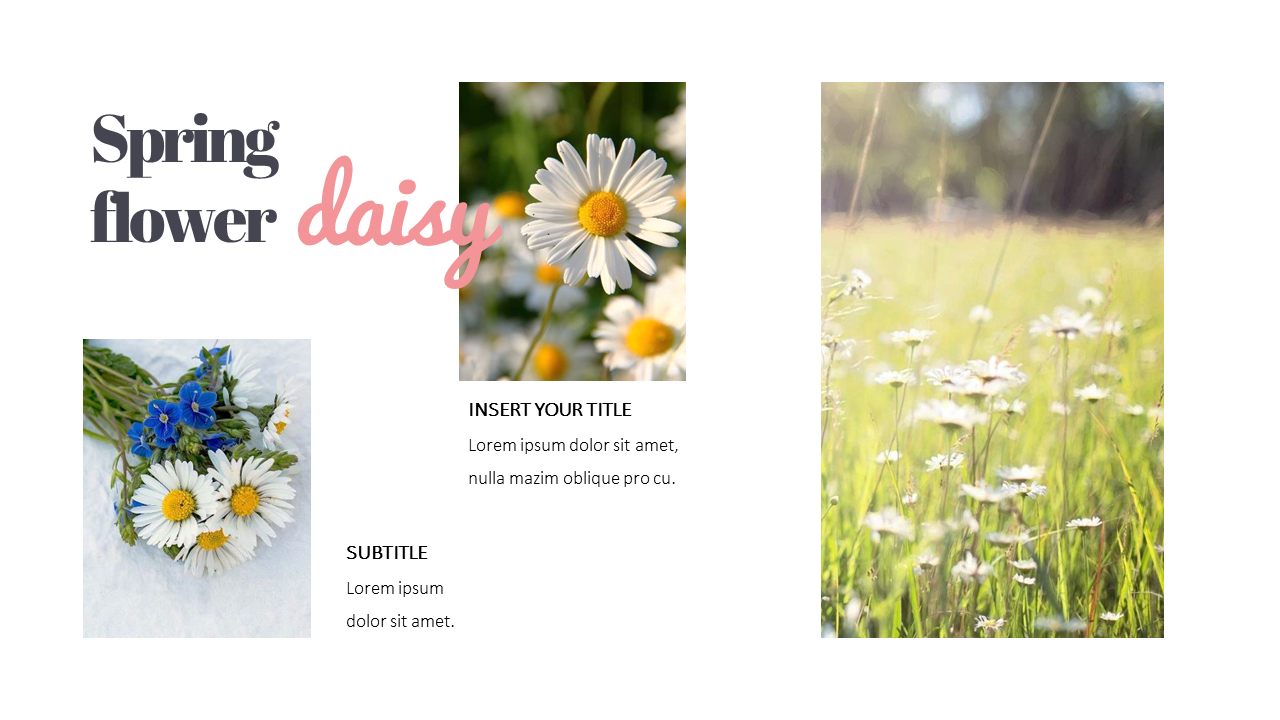 Daisy PPT Business