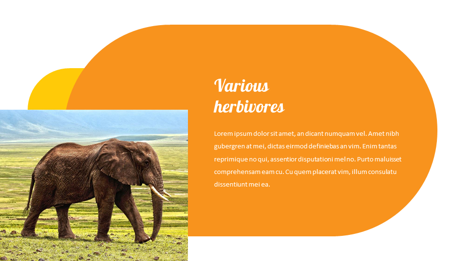 zoo Google Slides Presentation Templates|Animal