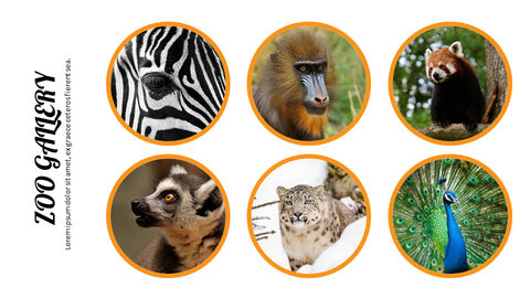 zoo Slide PPT