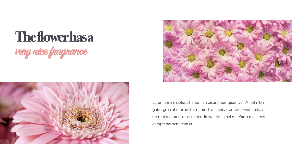 Daisy Multipurpose Presentation Keynote Template