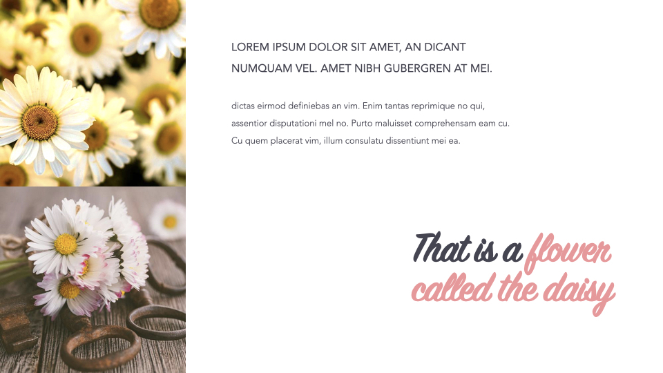 Daisy Multipurpose Presentation Keynote Template