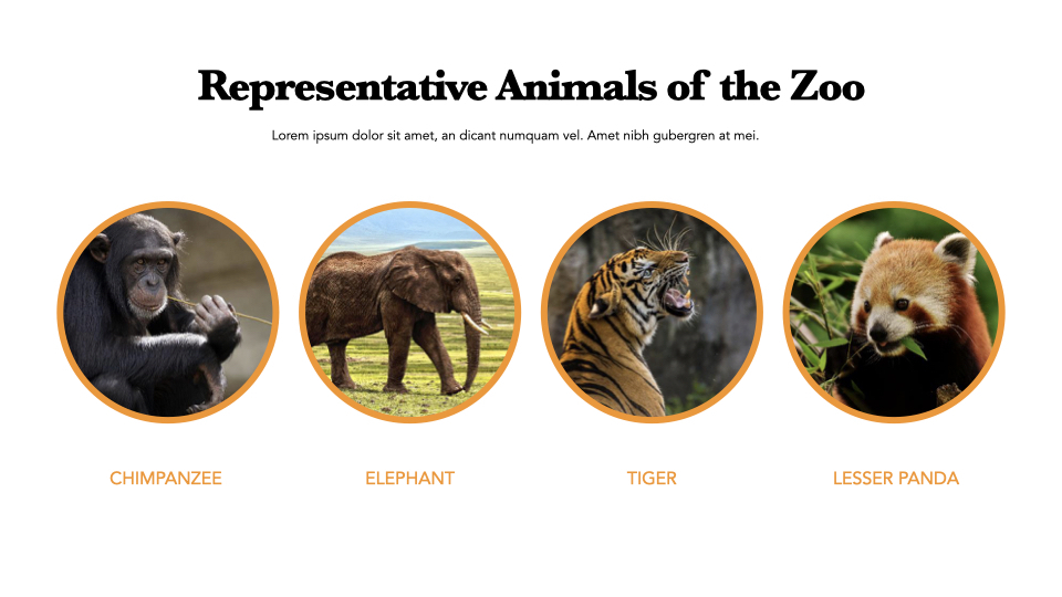 zoo Theme Keynote Design|Lifestyle