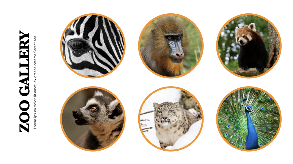 zoo Theme Keynote Design|Lifestyle