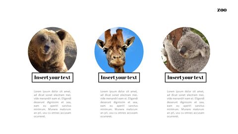 Zoo Google Slides Templates for Your Next Presentation