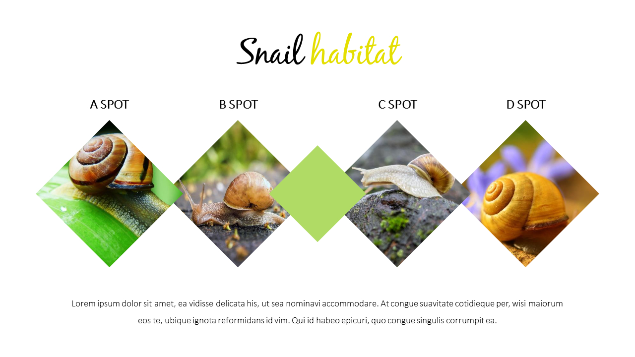 Snail Slide PPT
