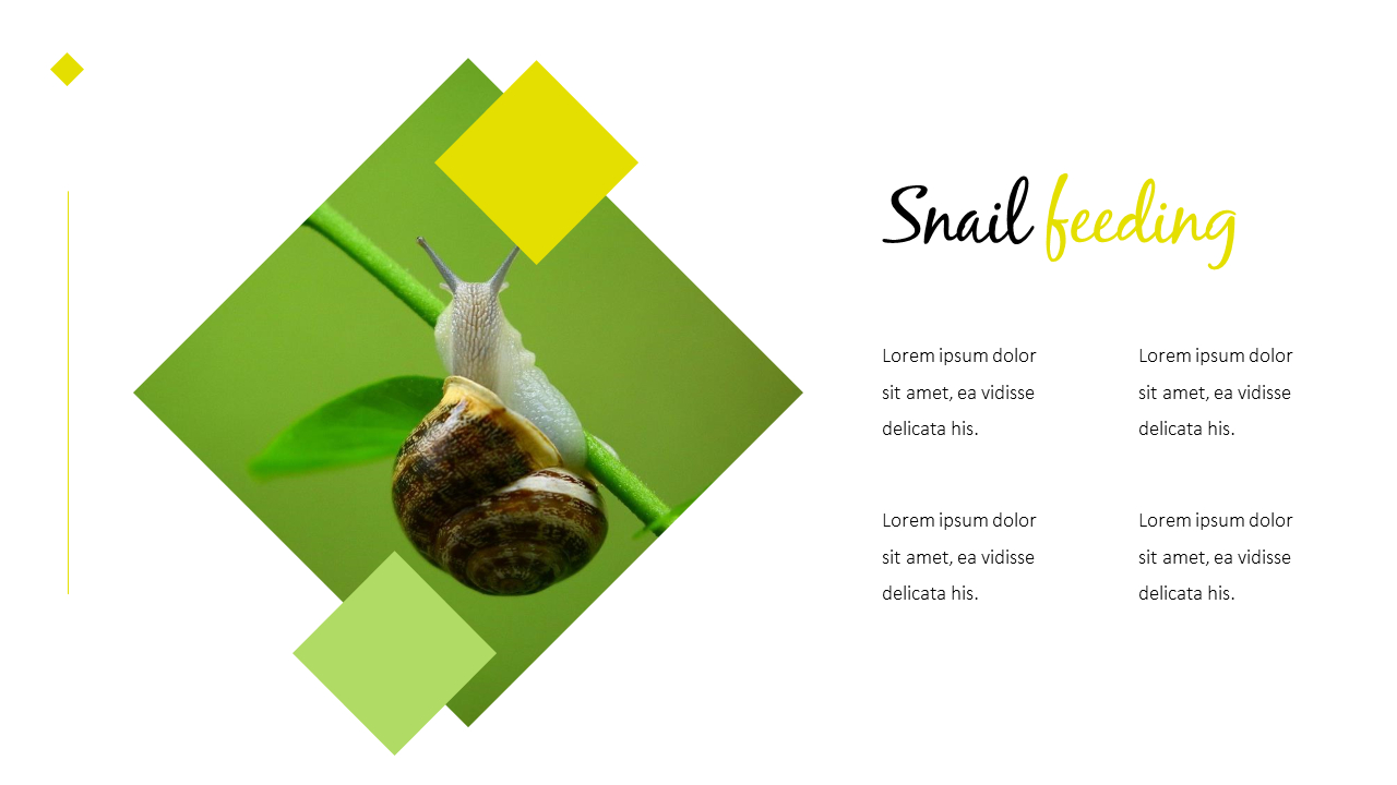 Snails Powerpoint Backgrounds