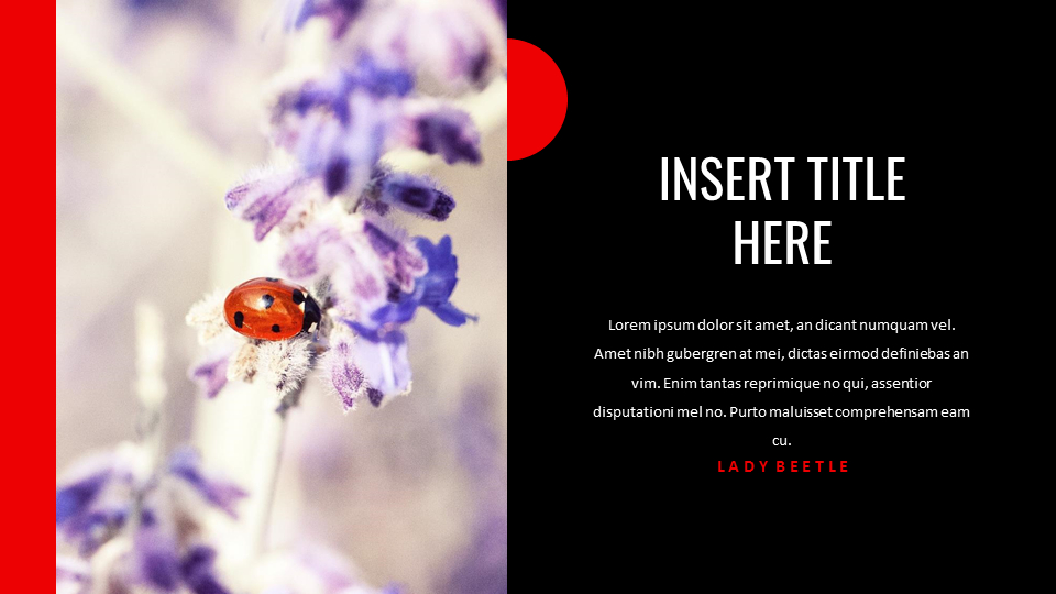 Ladybug Google presentation|Nature|Slides