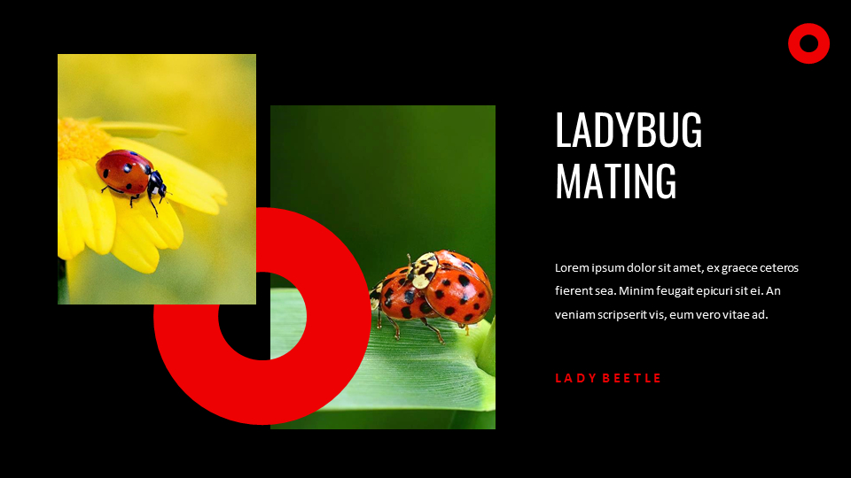 Ladybug Google presentation|Nature|Slides