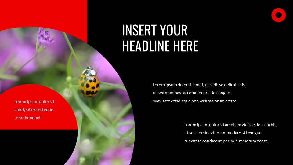 Ladybug Google presentation|Nature|Slides