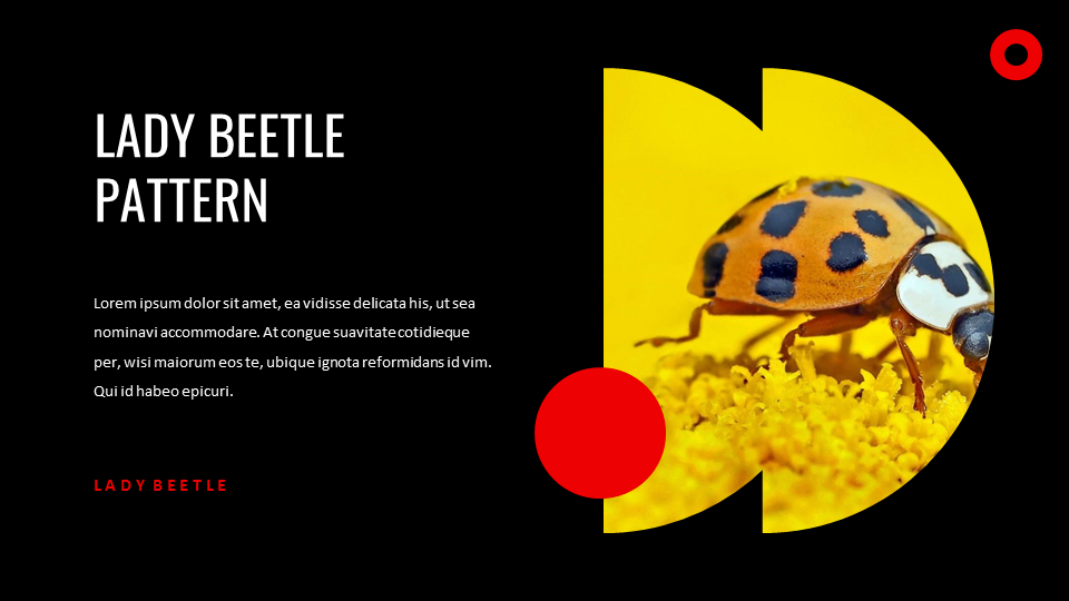 Ladybug Google presentation|Nature|Slides