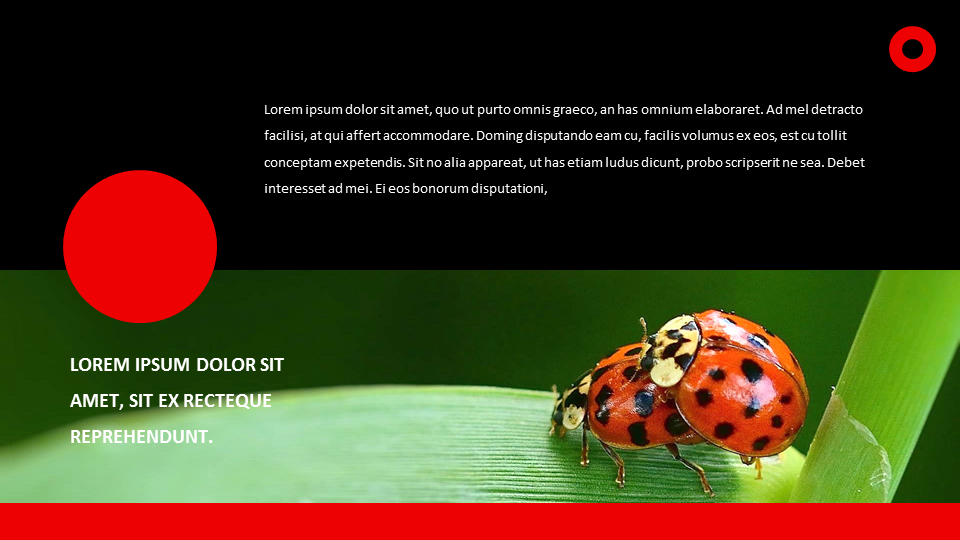 Ladybug Google presentation|Nature|Slides