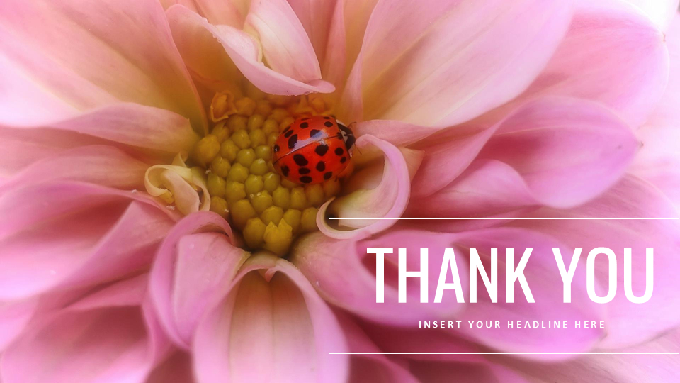 Ladybug Google presentation|Nature|Slides