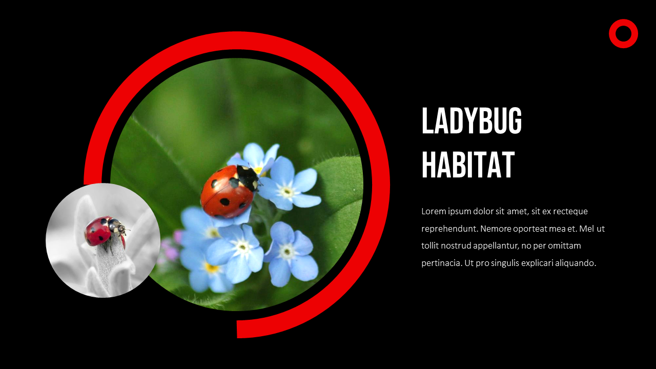 Ladybug Theme Presentation Templates