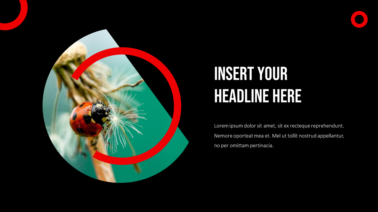 Ladybug Theme Presentation Templates