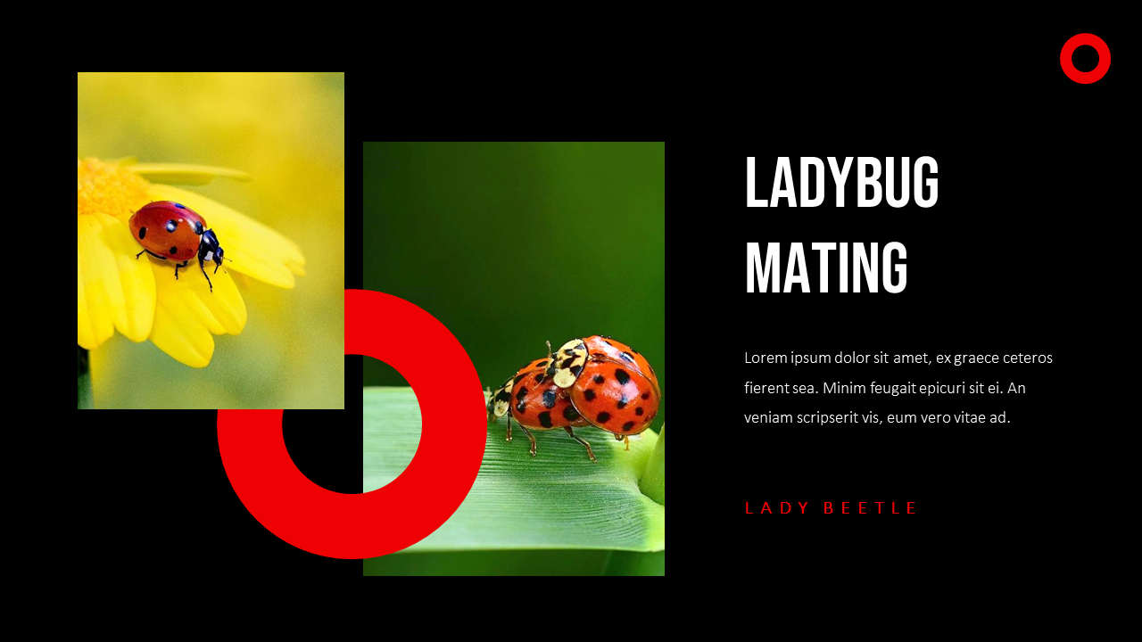 Ladybug Theme Presentation Templates
