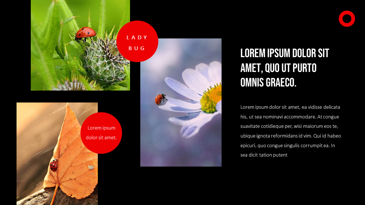 Ladybug Theme Presentation Templates