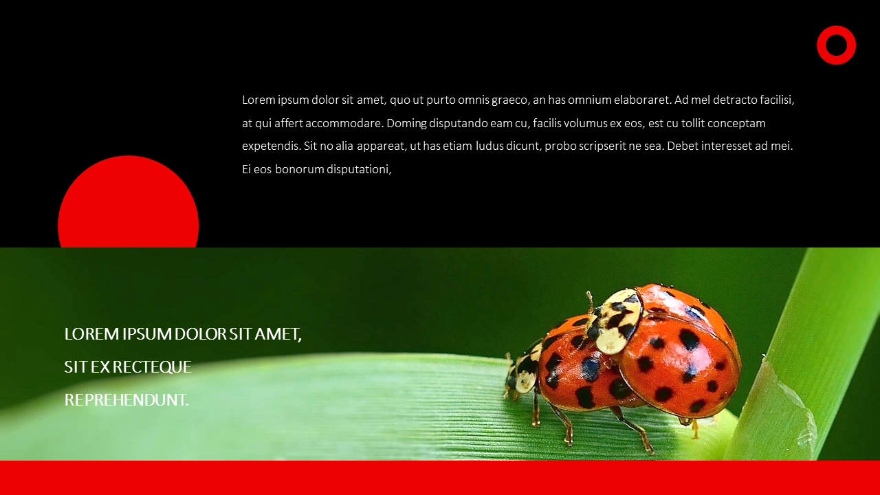 Ladybug Theme Presentation Templates