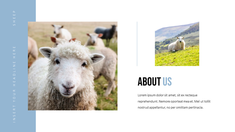Sheep Best PowerPoint Templates