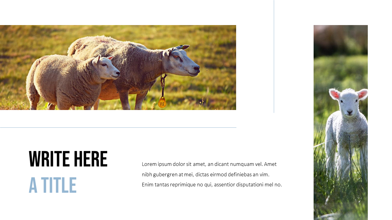 Sheep Best PowerPoint Templates