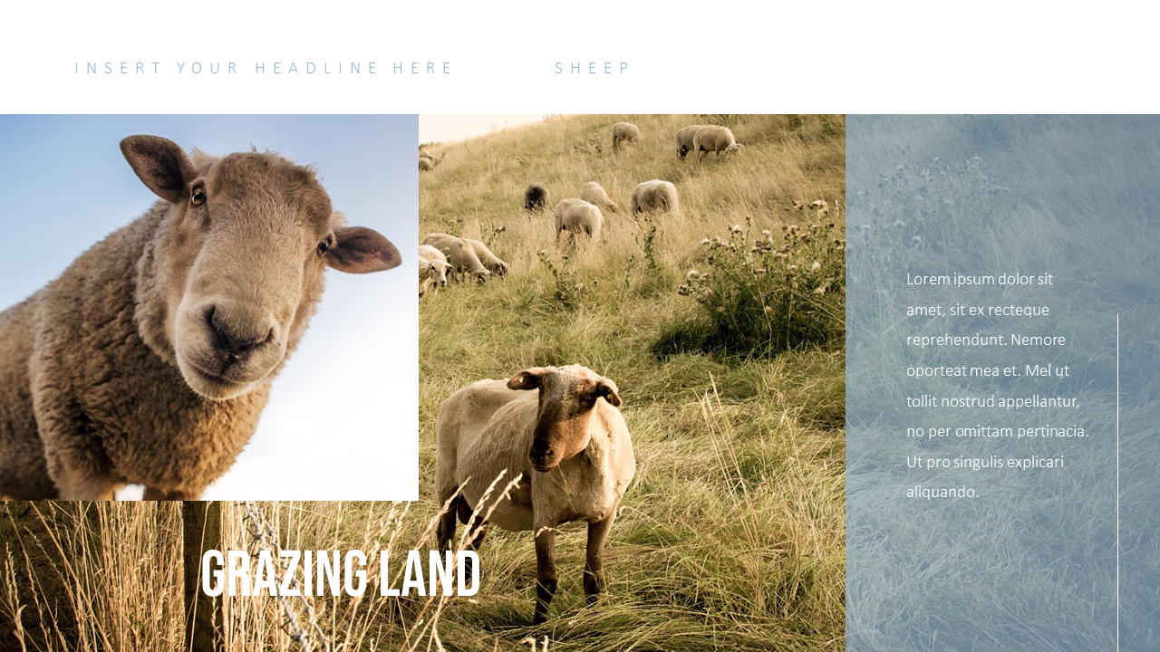 Sheep Best PowerPoint Templates