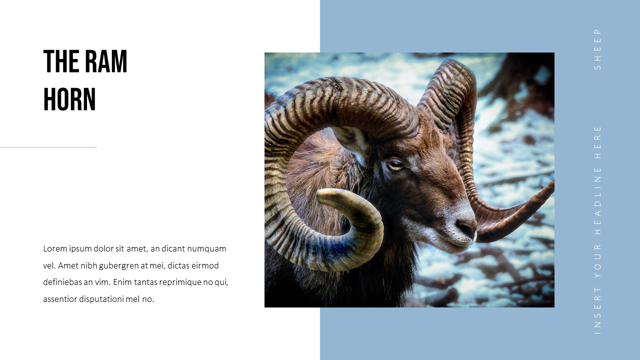 Sheep Best PowerPoint Templates