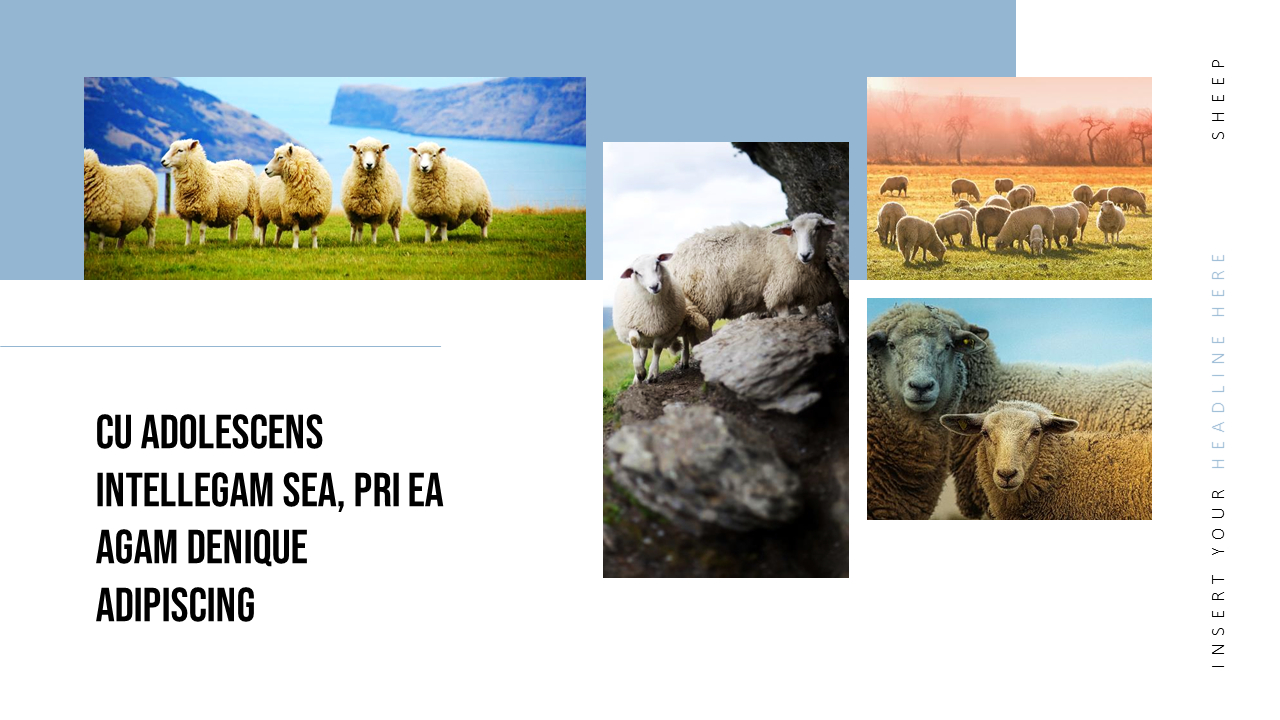 Sheep Best PowerPoint Templates