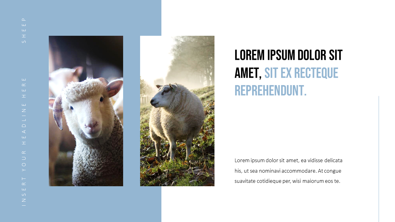 Sheep Best PowerPoint Templates