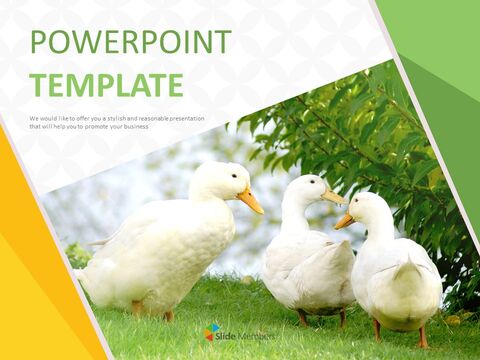 A White Duck - Free Presentation Template|Google Slides
