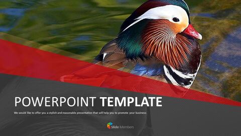 PowerPoint Images Free Download - Starfish|Templates|Slides