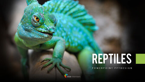 Reptiles Best PPT