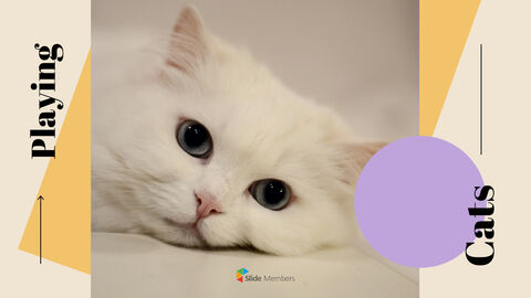 Raise a Cat Presentation