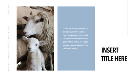 Sheep PowerPoint for mac