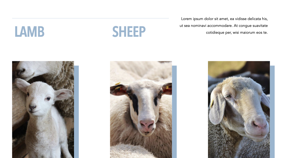 Sheep PowerPoint for mac