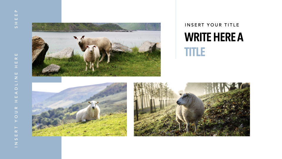 Sheep PowerPoint for mac
