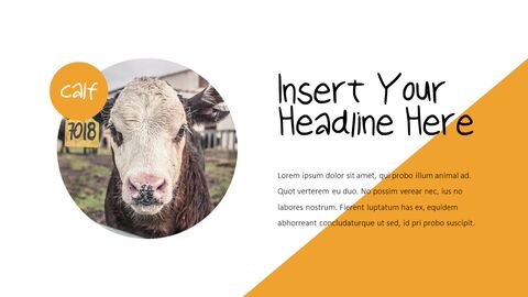 Cattle Farm Business PowerPoint Templates