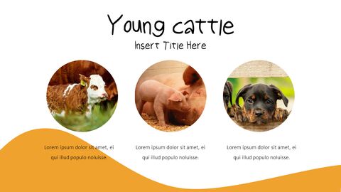 Cattle Farm Business PowerPoint Templates