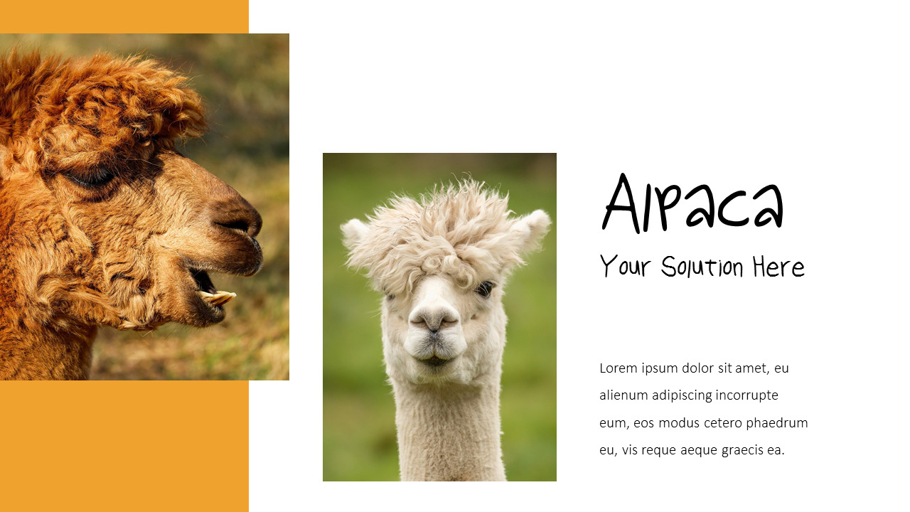 Cattle Farm Business PowerPoint Templates