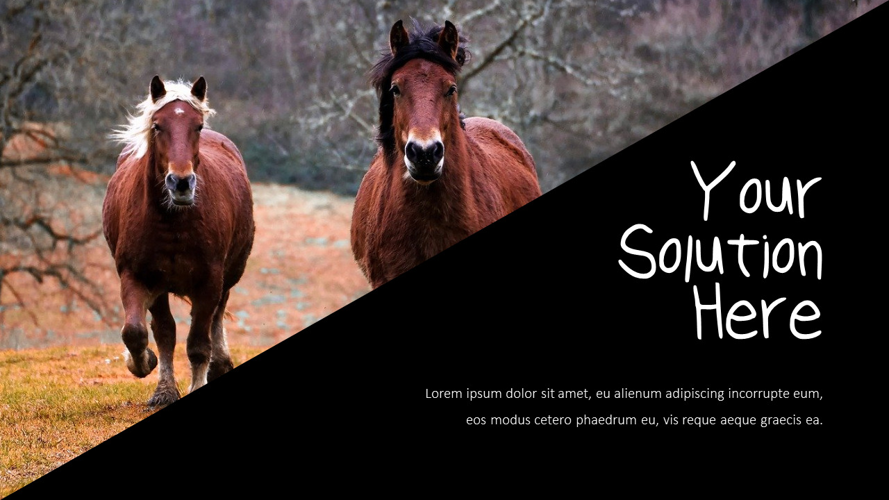 Cattle Farm Business PowerPoint Templates