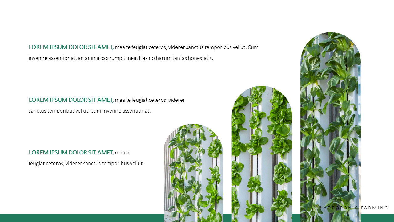 Hydroponic Gardening PPT Templates Simple Design|Business