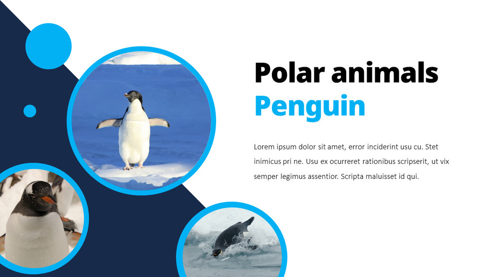 Penguin Presentation PowerPoint Templates Design|Lifestyle