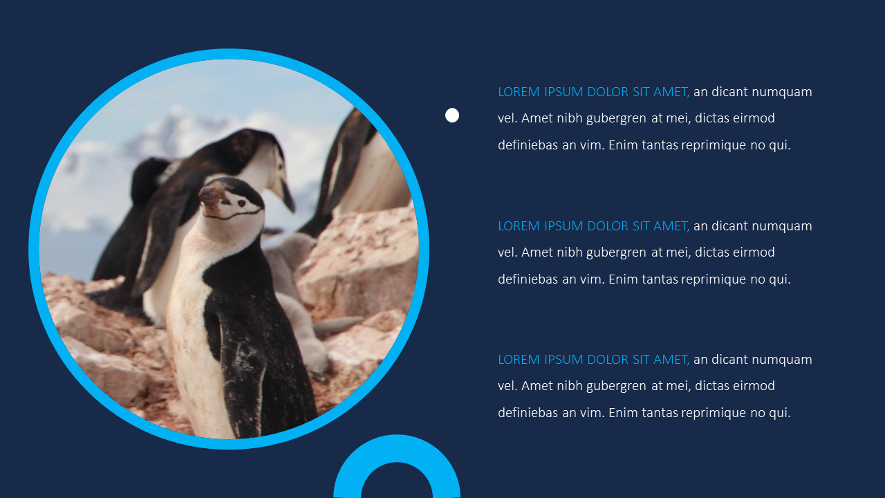 Penguin Presentation PowerPoint Templates Design|Lifestyle