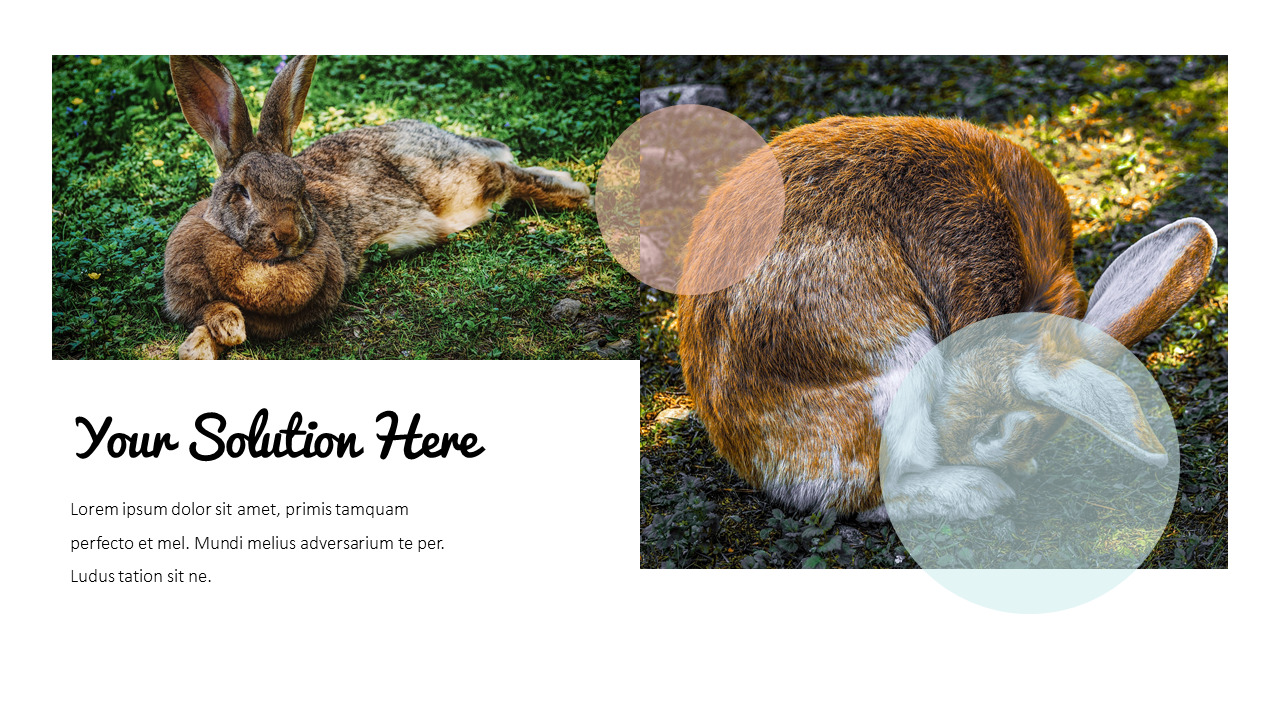 Rabbit Business Strategy PPT|Lifestyle|Templates