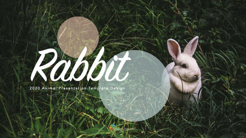 Rabbit PowerPoint to Keynote|Lifestyle
