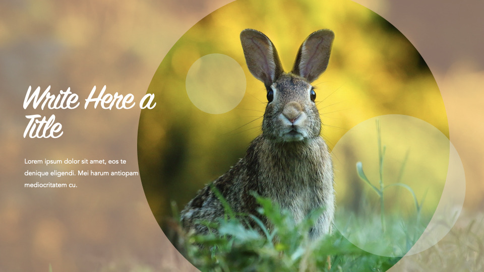 Rabbit PowerPoint to Keynote|Lifestyle