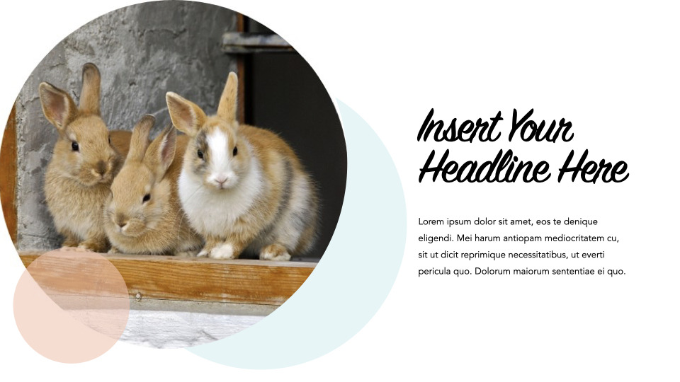 Rabbit PowerPoint to Keynote|Lifestyle