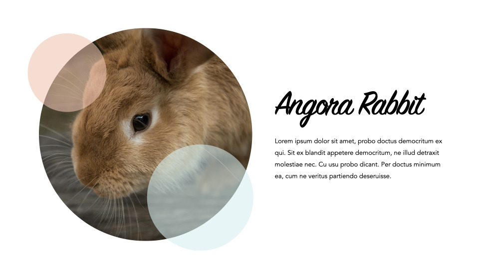 Rabbit PowerPoint to Keynote|Lifestyle