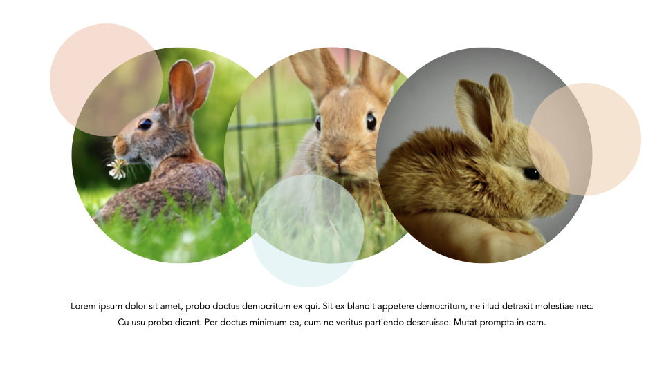 Rabbit PowerPoint to Keynote|Lifestyle