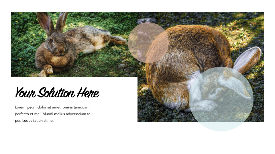 Rabbit PowerPoint to Keynote|Lifestyle