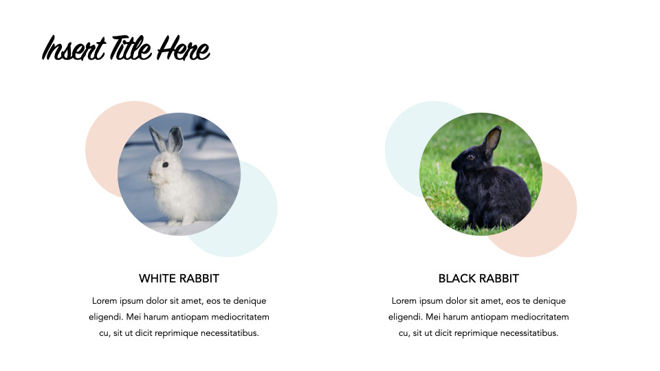 Rabbit PowerPoint to Keynote|Lifestyle
