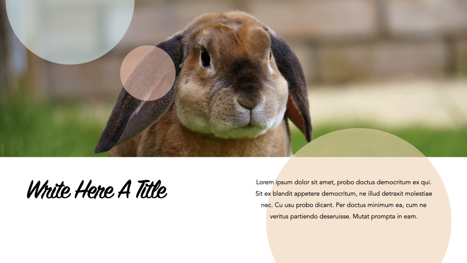 Rabbit PowerPoint to Keynote|Lifestyle